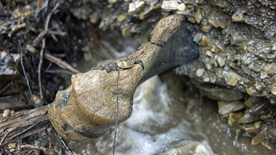 BONEYARD ALASKA | Alamo Drafthouse Cinema
